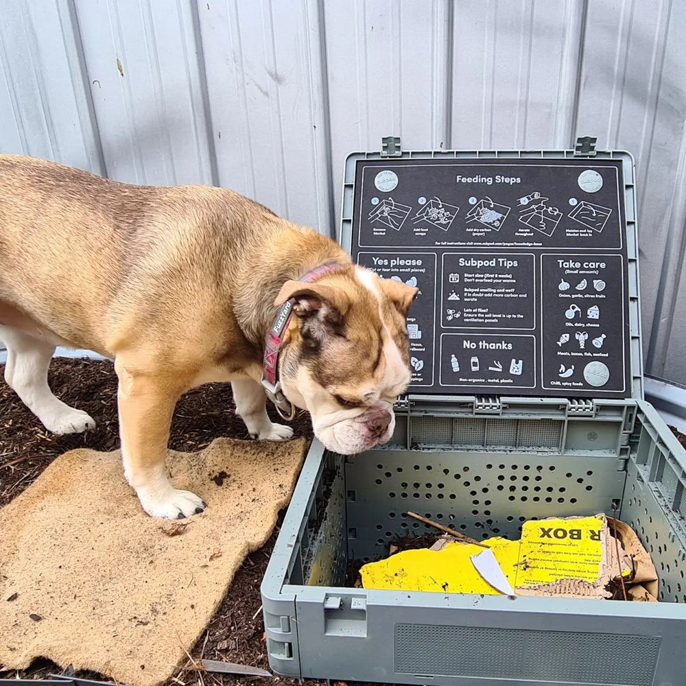 Solve Your Dog Poop Problem